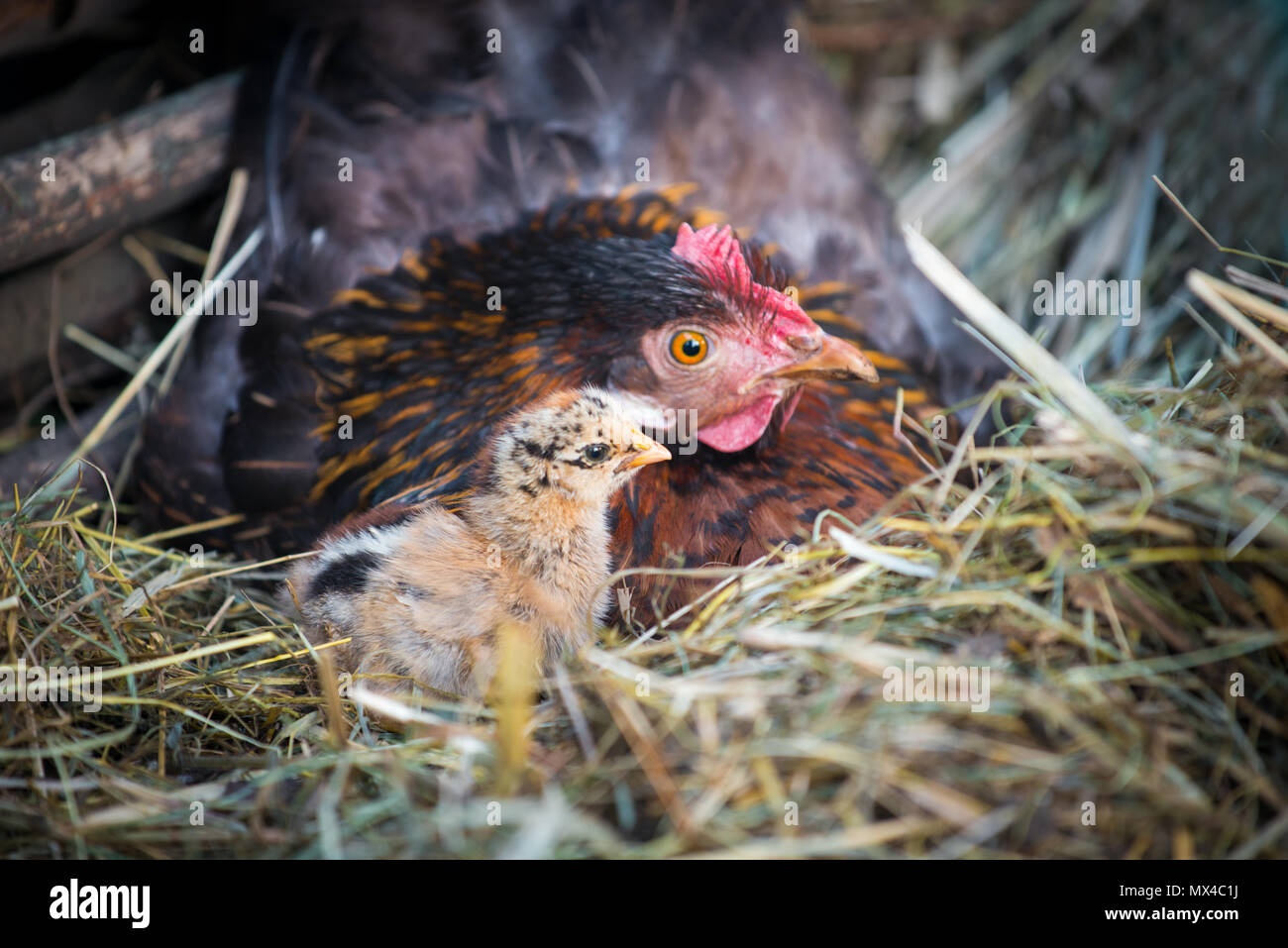 Hen with her tiny chicken Stock Photo - Alamy