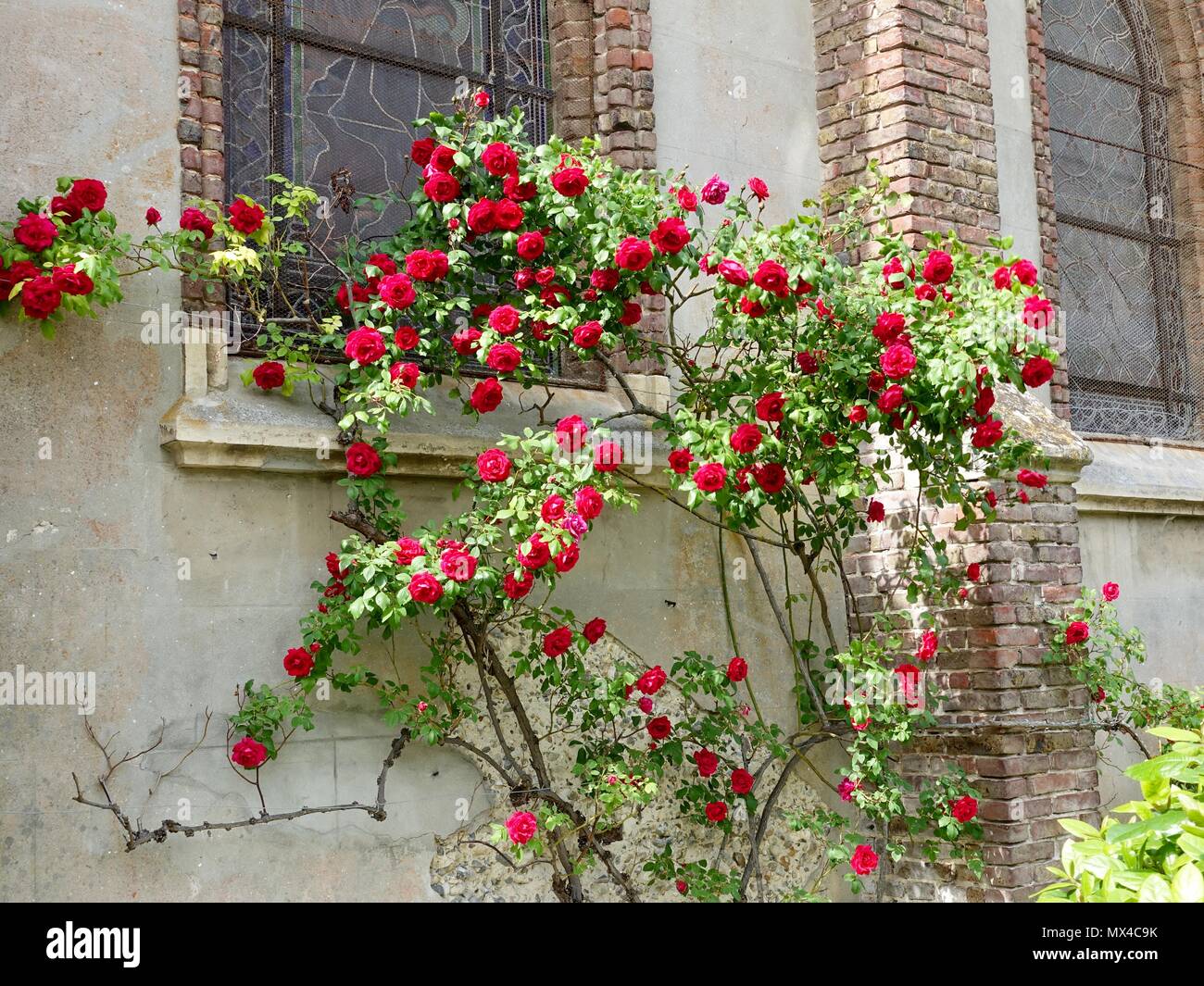 Red climbing roses hi-res stock photography and images - Alamy