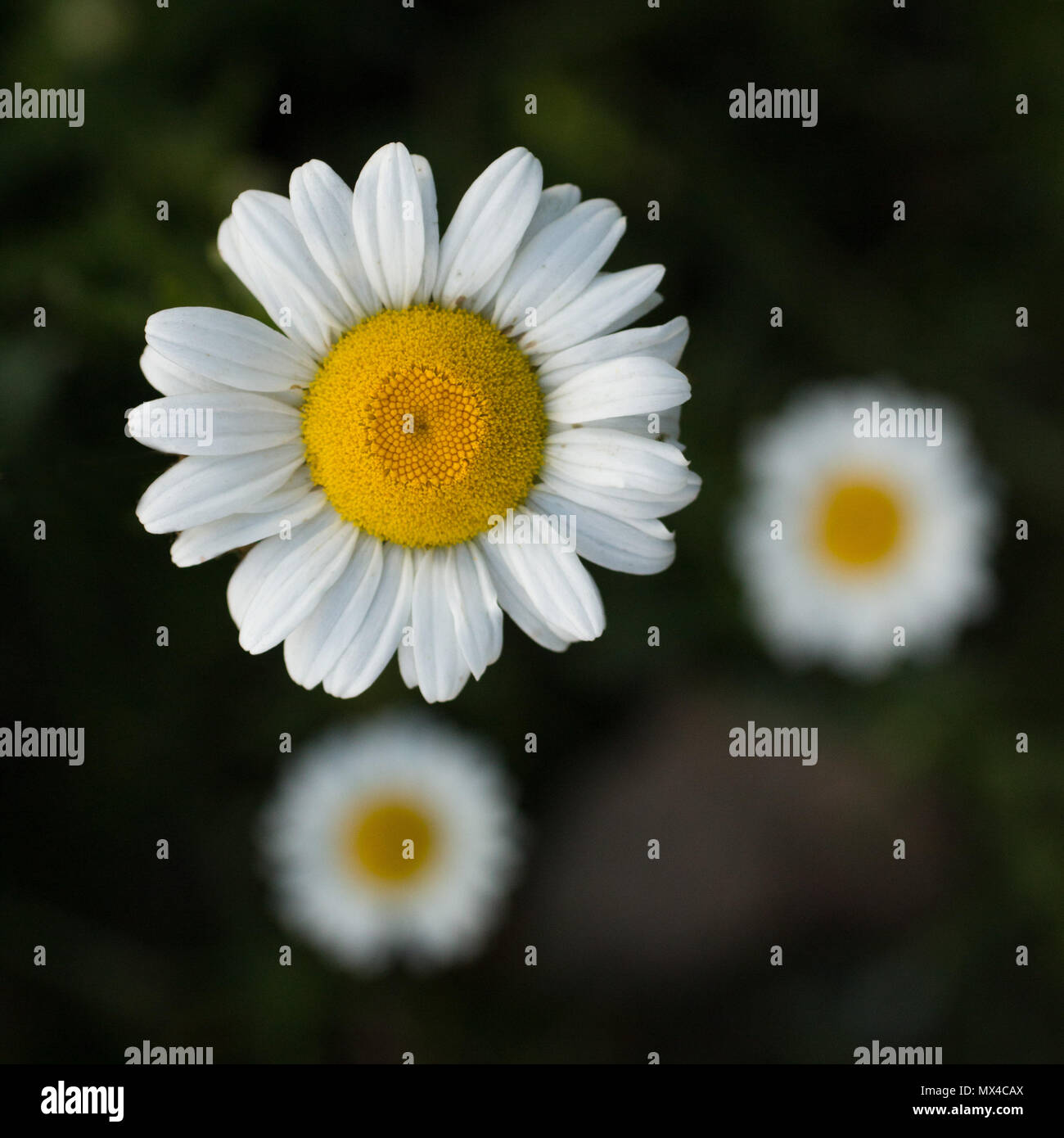 Three daisies hi-res stock photography and images - Alamy