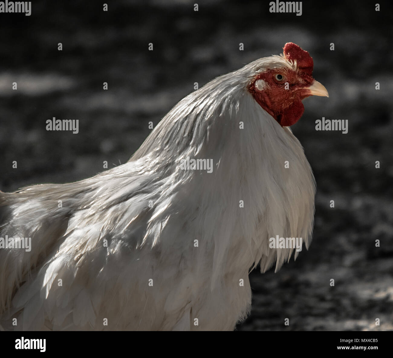 A rooster on a farm in Pearland, Texas Stock Photo - Alamy