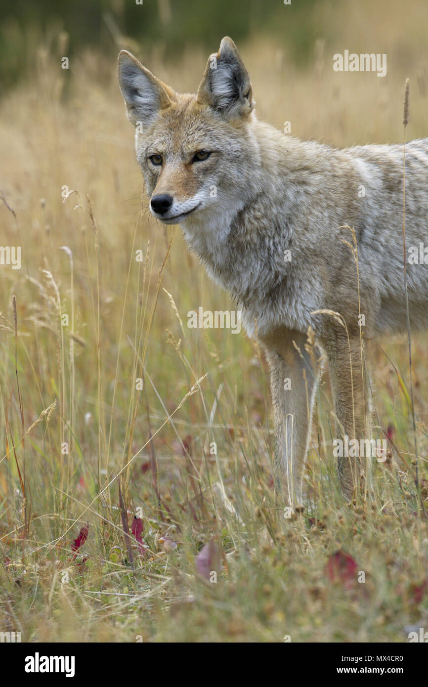 Portrait of wild coyote in Canada captures its distinctive eyes Stock ...