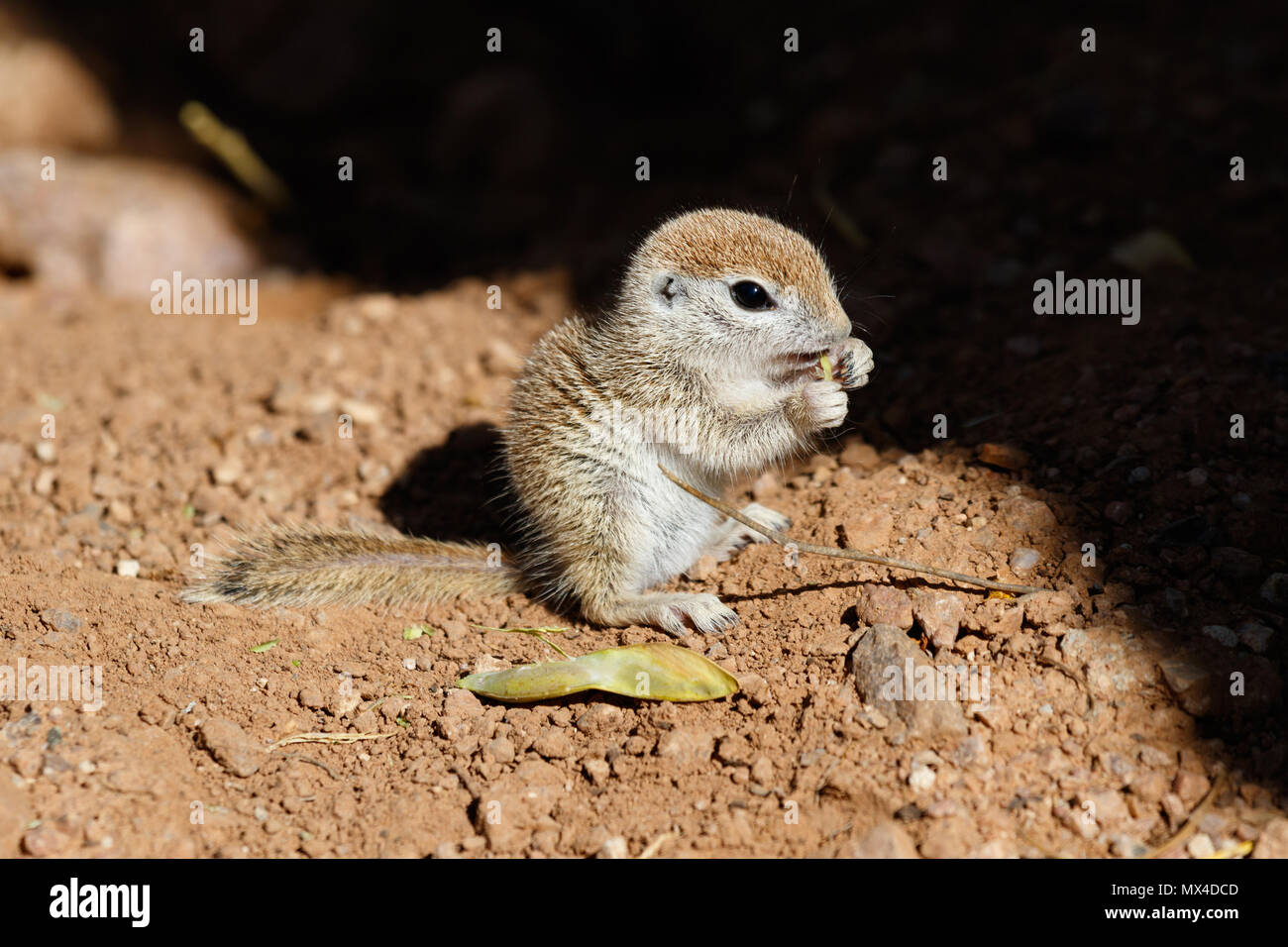 Round Tailed Ground Squirrel Pet