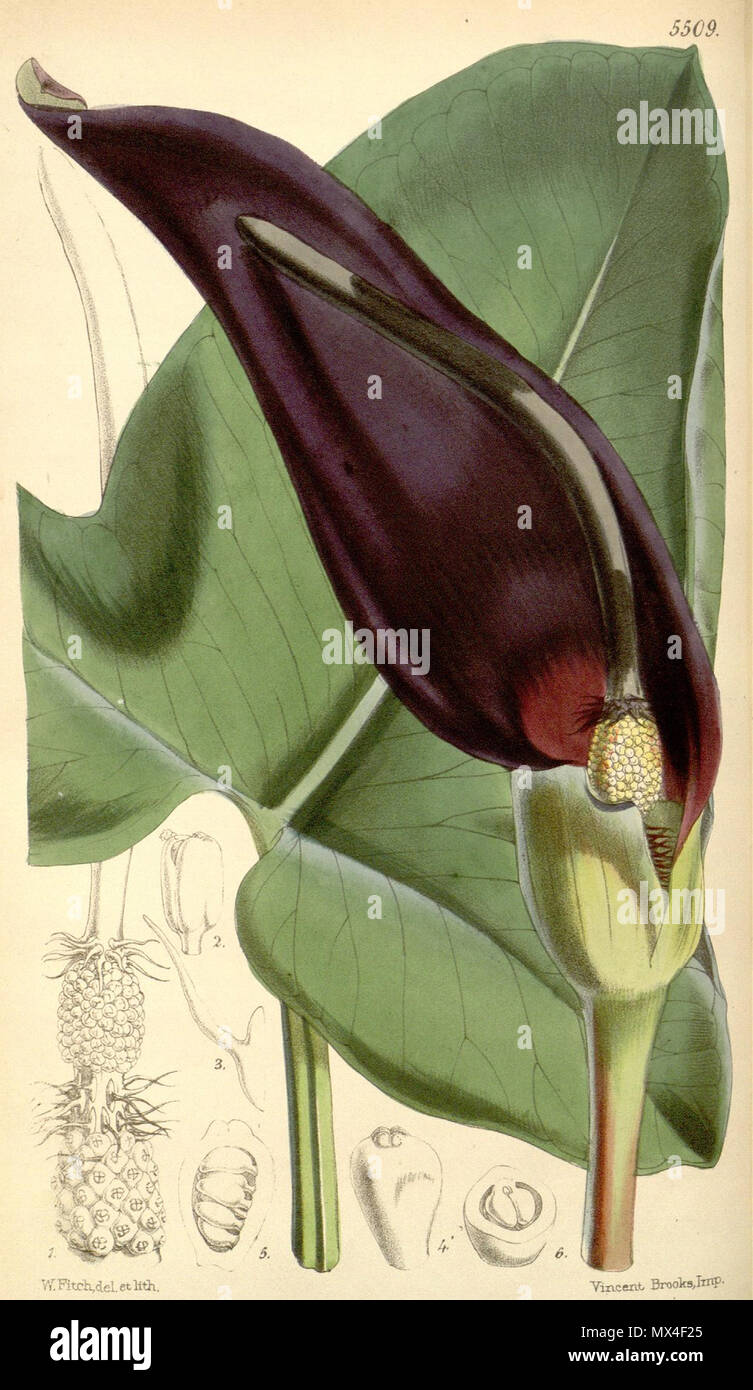 . English: Arum palaestinum botanical drawing . 1865. W. Fitch (d. 1892 ...