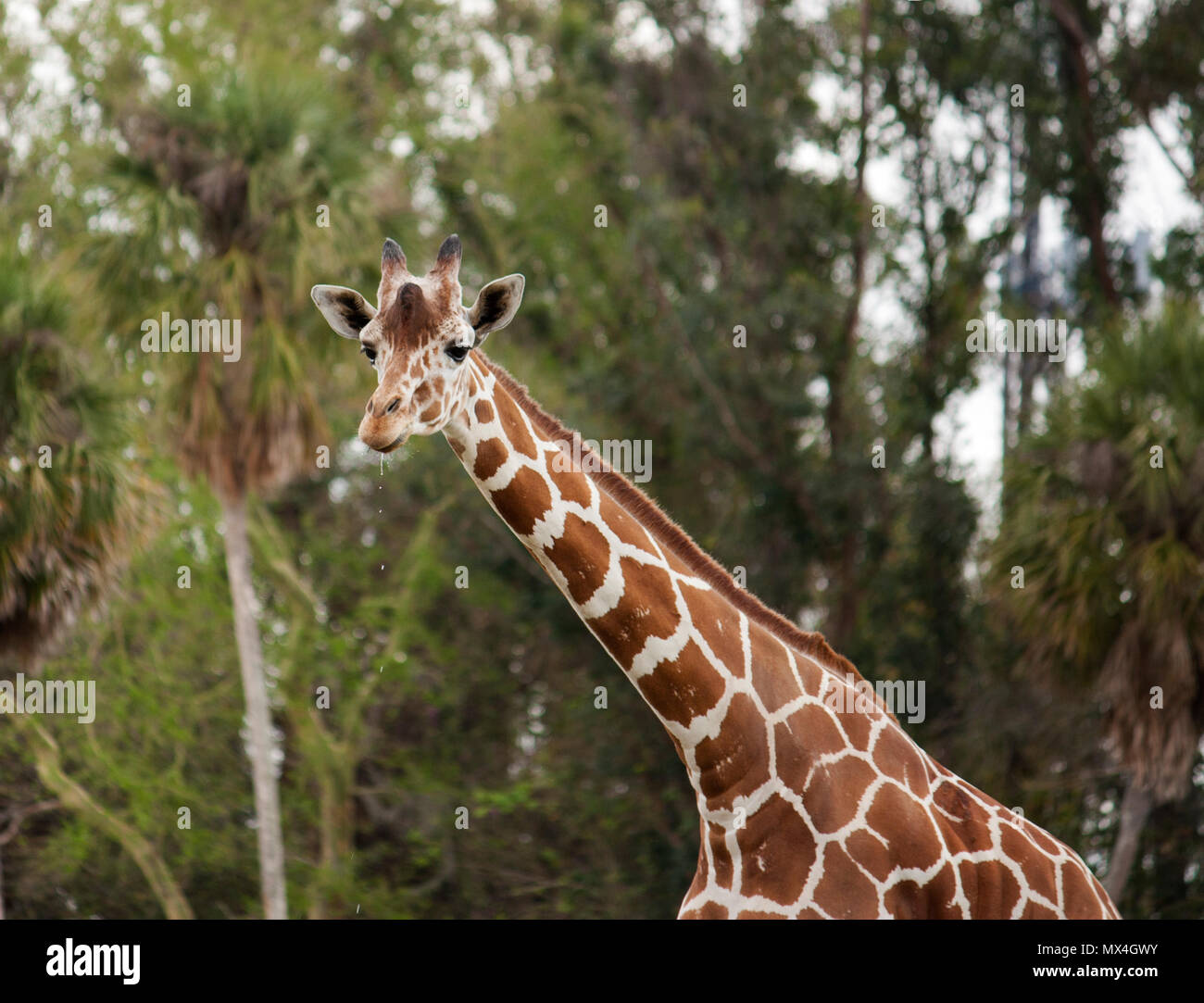 African savanna giraffe hi-res stock photography and images - Alamy