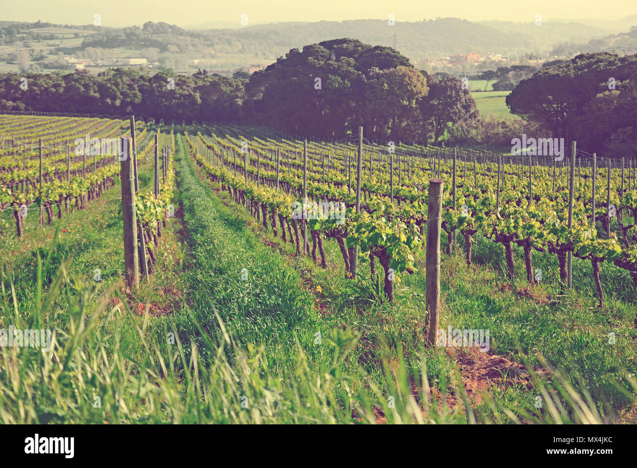 Wide fields of vineyards hi-res stock photography and images - Alamy