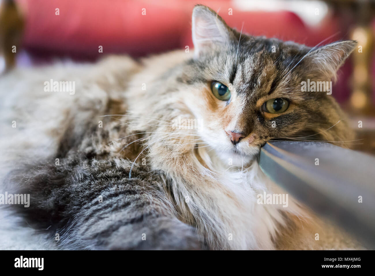 Closeup of sad maine coon calico cat eyes, face resting head on wooden ...