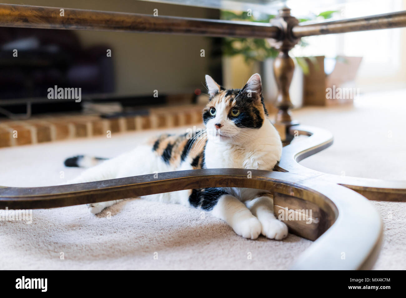 Cat under the table hi-res stock photography and images - Alamy