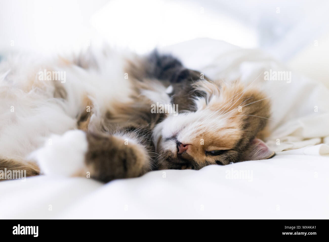 Macro closeup of happy cute sleepy calico maine coon cat lying on bed ...