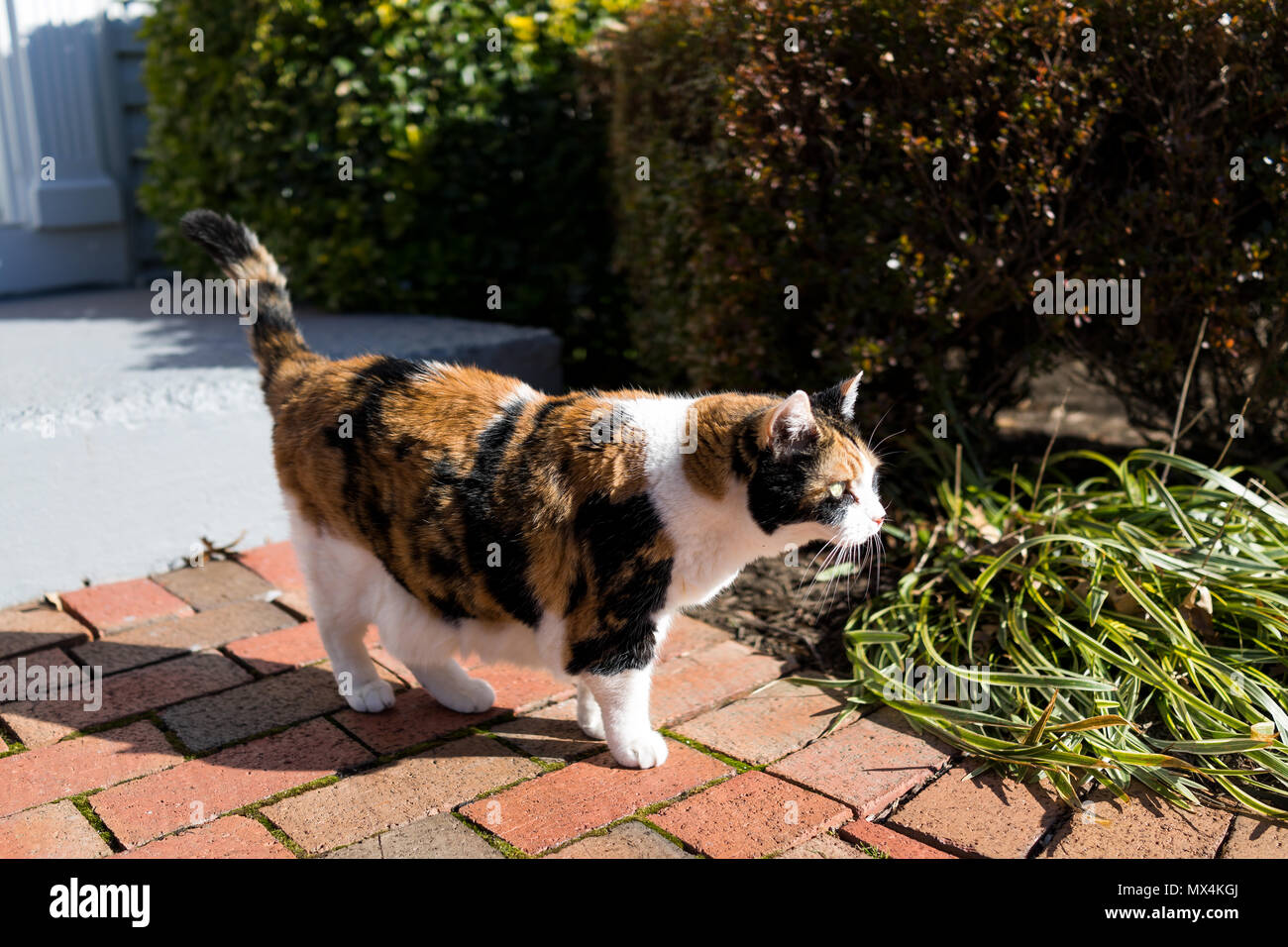 Curious calico cat outside green garden face in sunny bright sunlight ...
