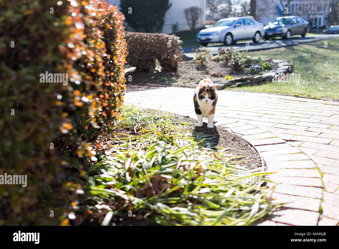 Curious calico cat standing outside looking in green garden face in ...