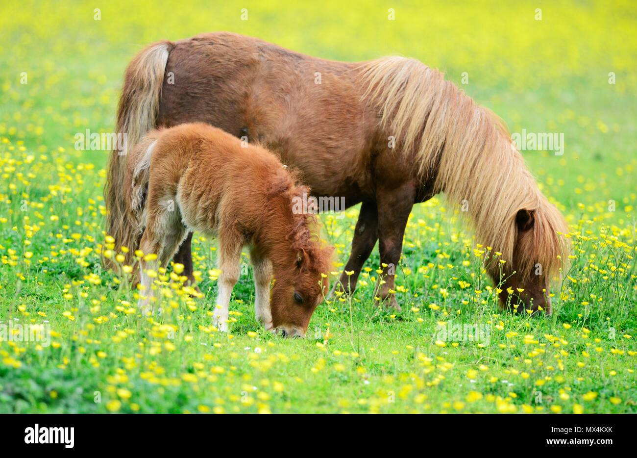 Fully grown pony hi-res stock photography and images - Alamy