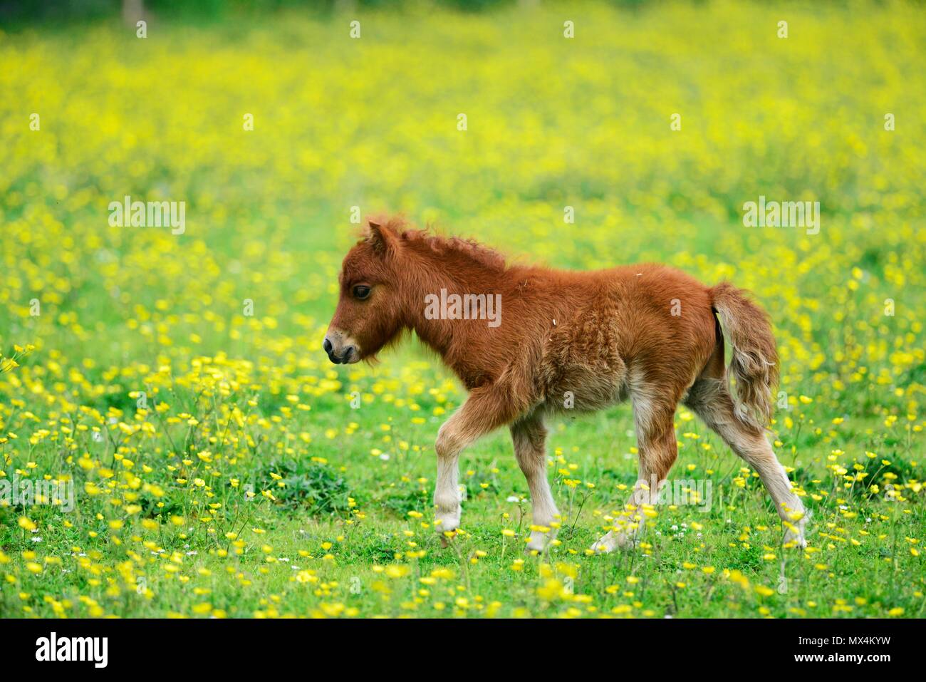 Miniature shetland pony horse tiny hi-res stock photography and images ...