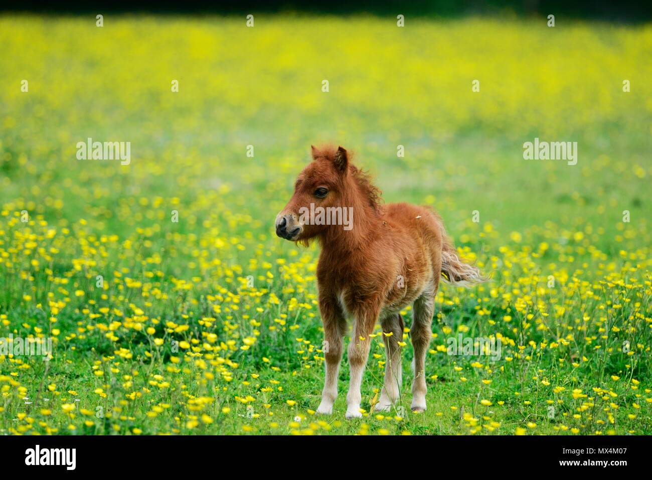 Shetland foal hi-res stock photography and images - Alamy