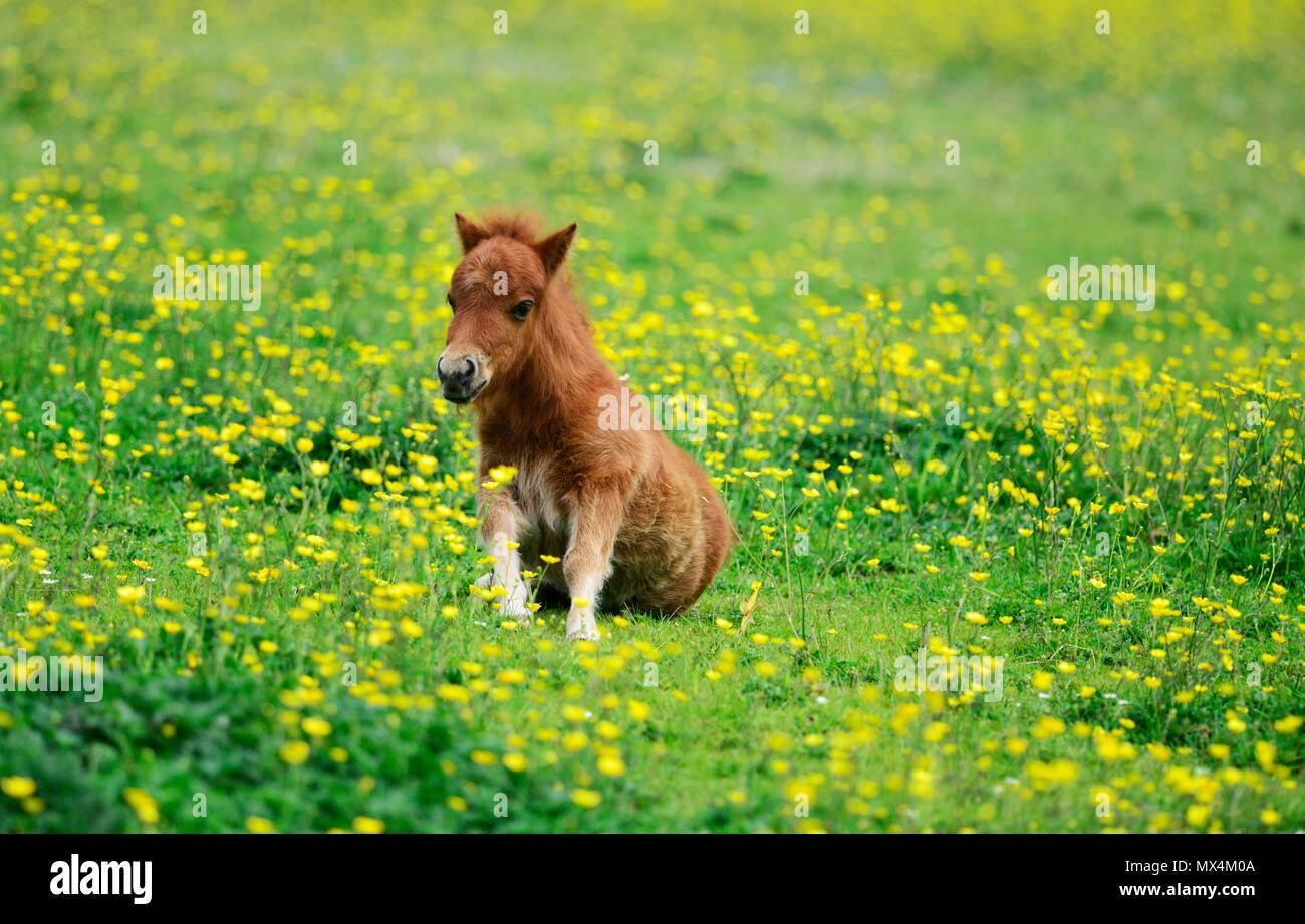 Baby shetland pony hi-res stock photography and images - Alamy