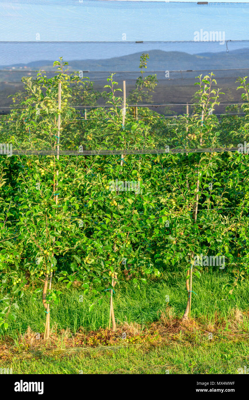 Apple orchards with Protection net against hail and elements Stock ...