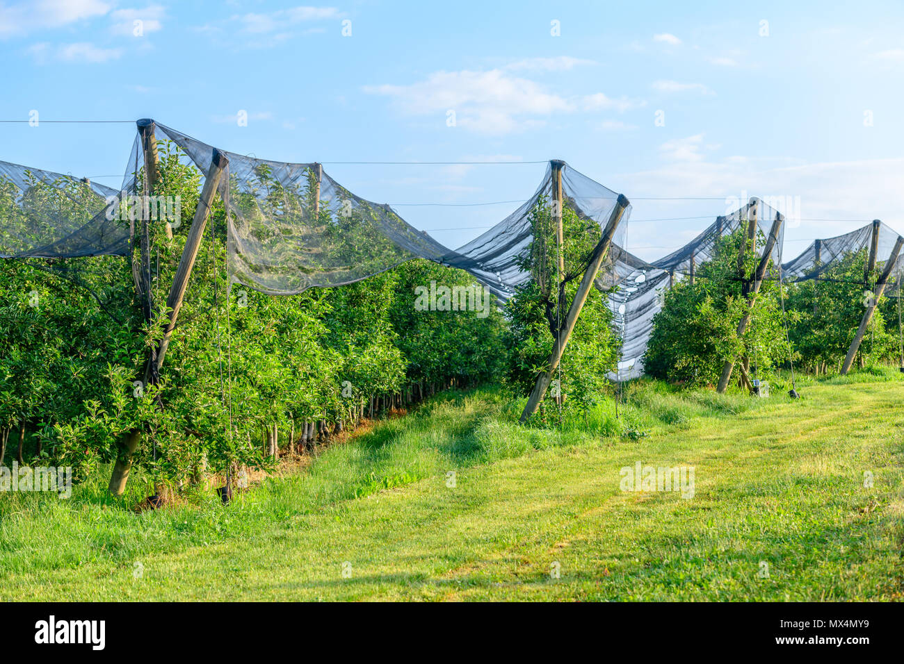 Apple orchards with Protection net against hail and elements Stock ...