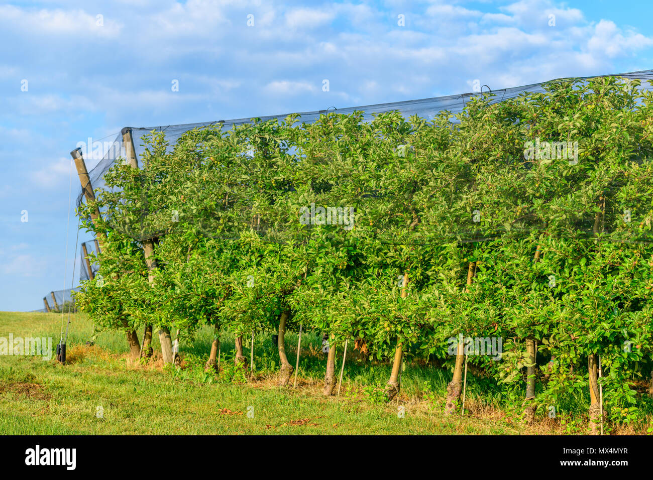 Apple orchards with Protection net against hail and elements Stock ...