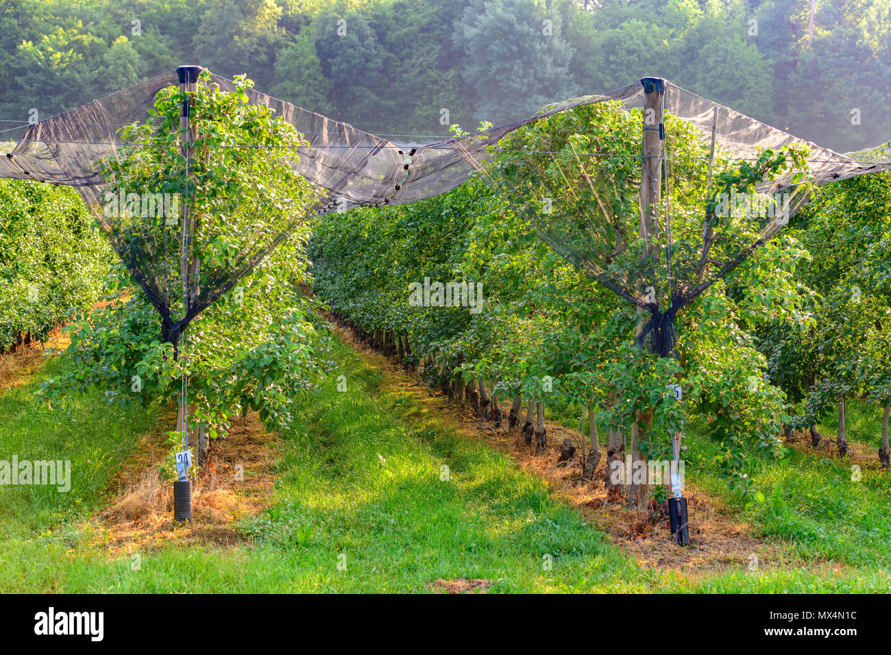 Apple orchards with Protection net against hail and elements Stock ...