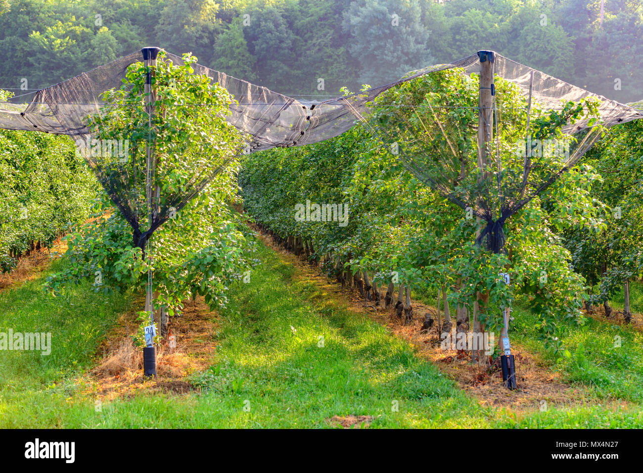 Apple orchards with Protection net against hail and elements Stock ...