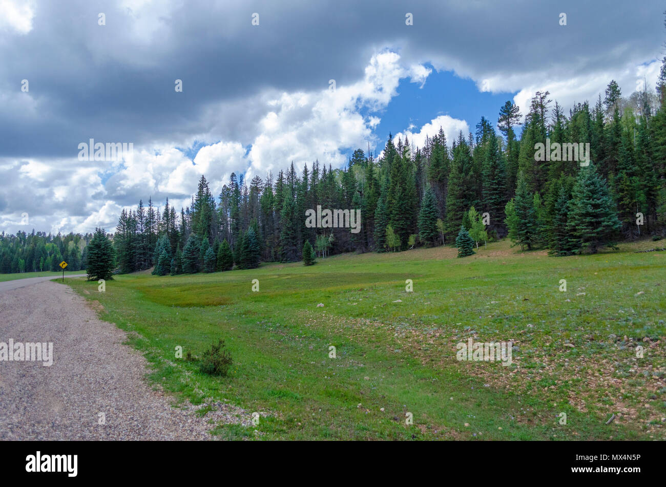 Gravel pull off on country road with green grassy fields and tall pine ...