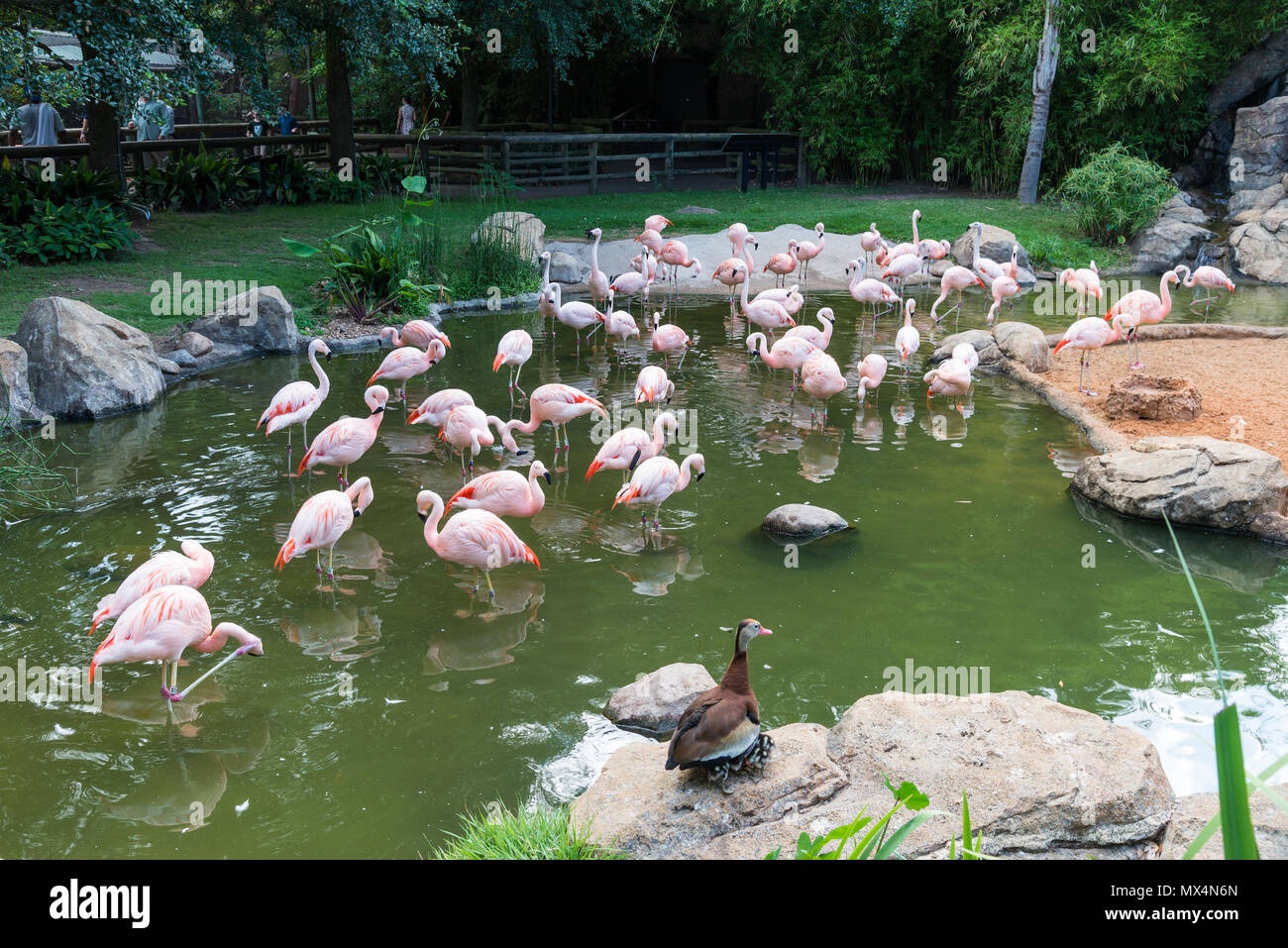 Flamingos and other water fowls gather at a pond in Houston Zoo ...
