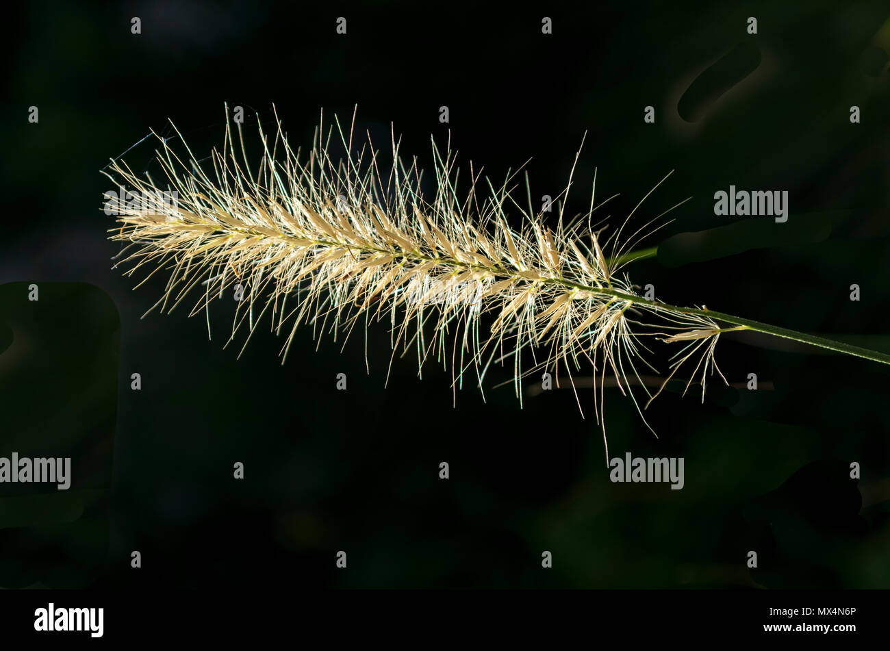 Foxtail plant hi-res stock photography and images - Alamy