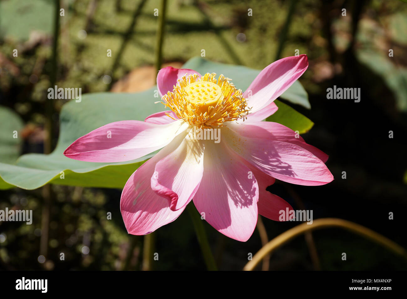 Lotus flower on the lake in a flood plain of the Volga River Stock ...