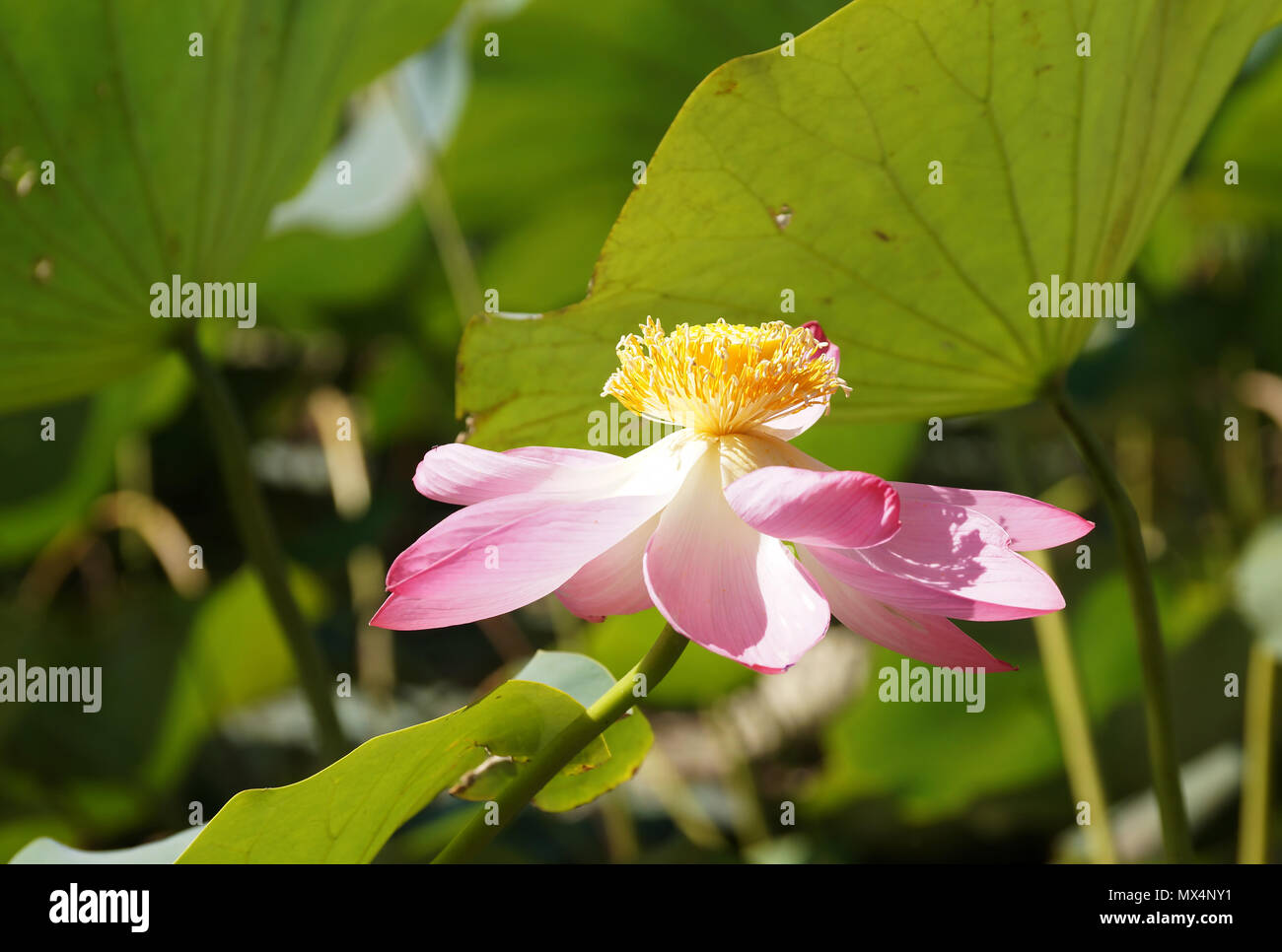 Lotus stalk hi-res stock photography and images - Alamy
