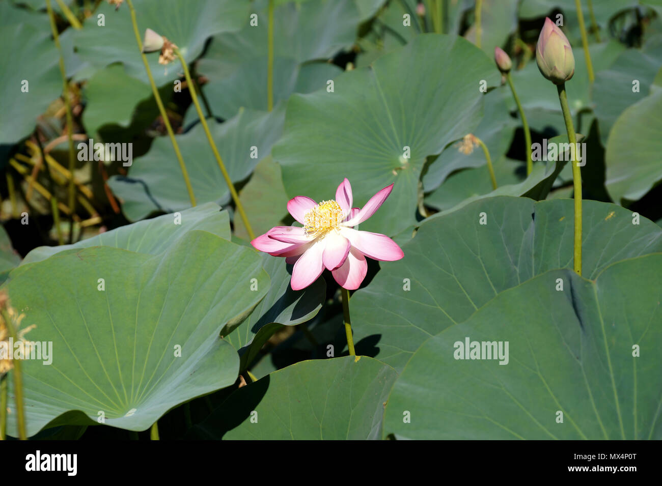 Lotus flower on the lake in a flood plain of the Volga River Stock ...
