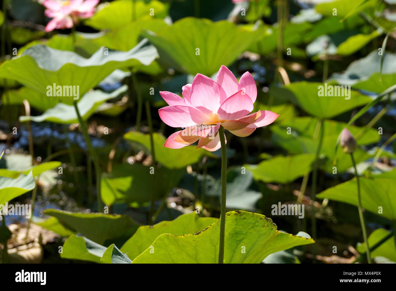 Lotus flower on the lake in a flood plain of the Volga River Stock ...