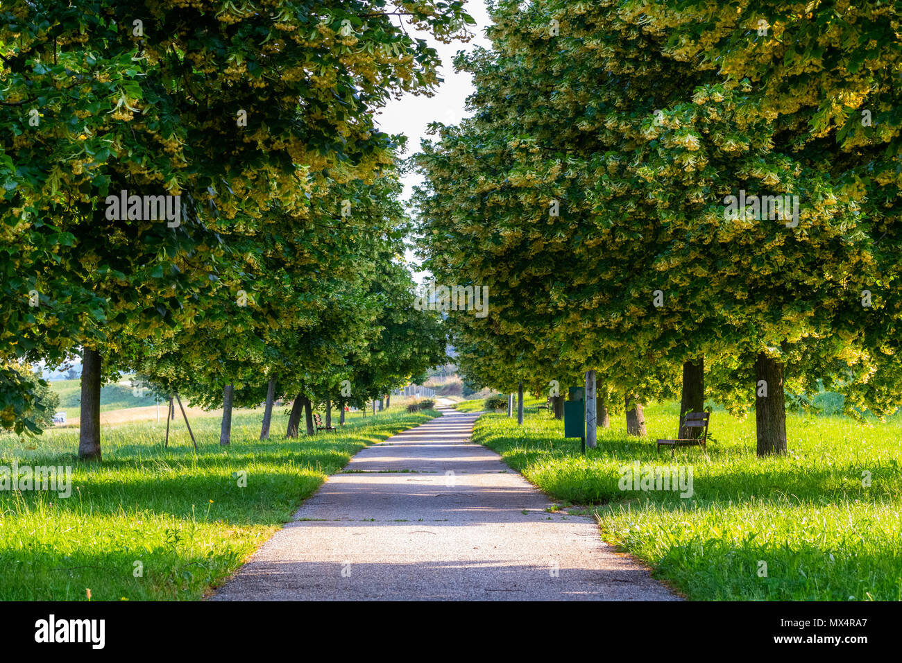 Spring, summer landscape, linden alley in the sun, footpath in nature ...