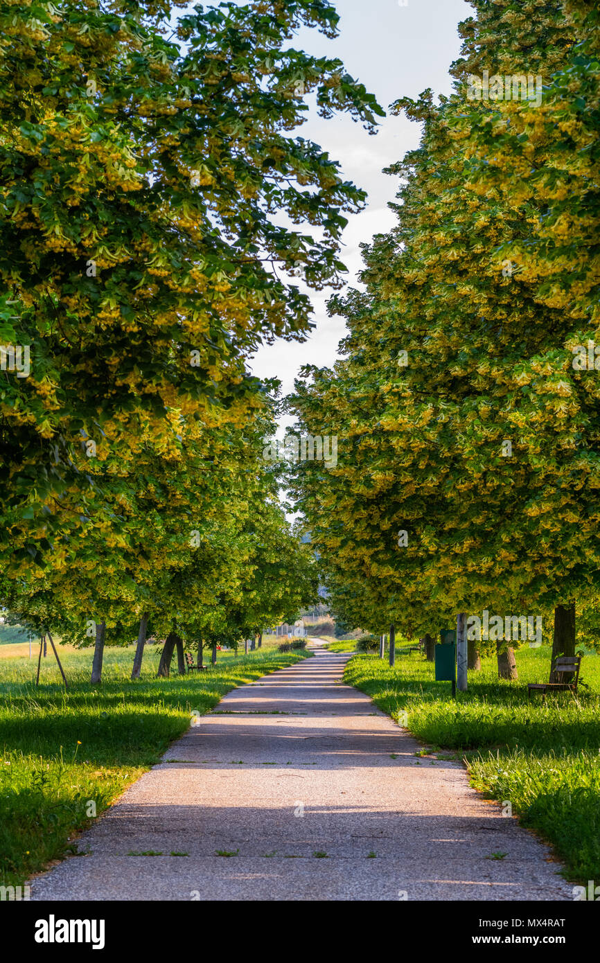 Nature Park Alley Tree Premium Photo | Autumn Alley Trees In The Park