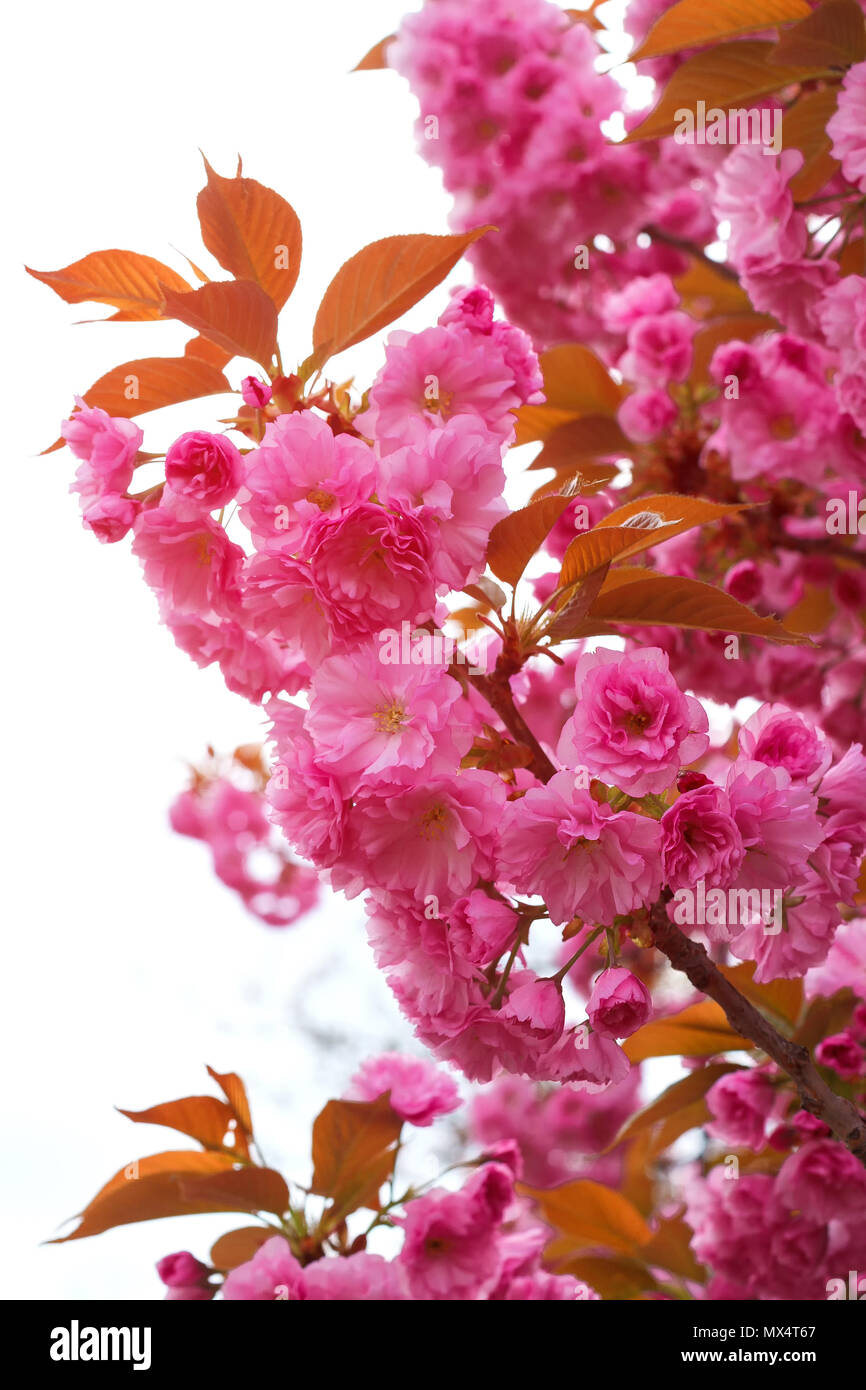 Flowering Japanese Sakura. Beautiful flowers of sakura. Natural ...