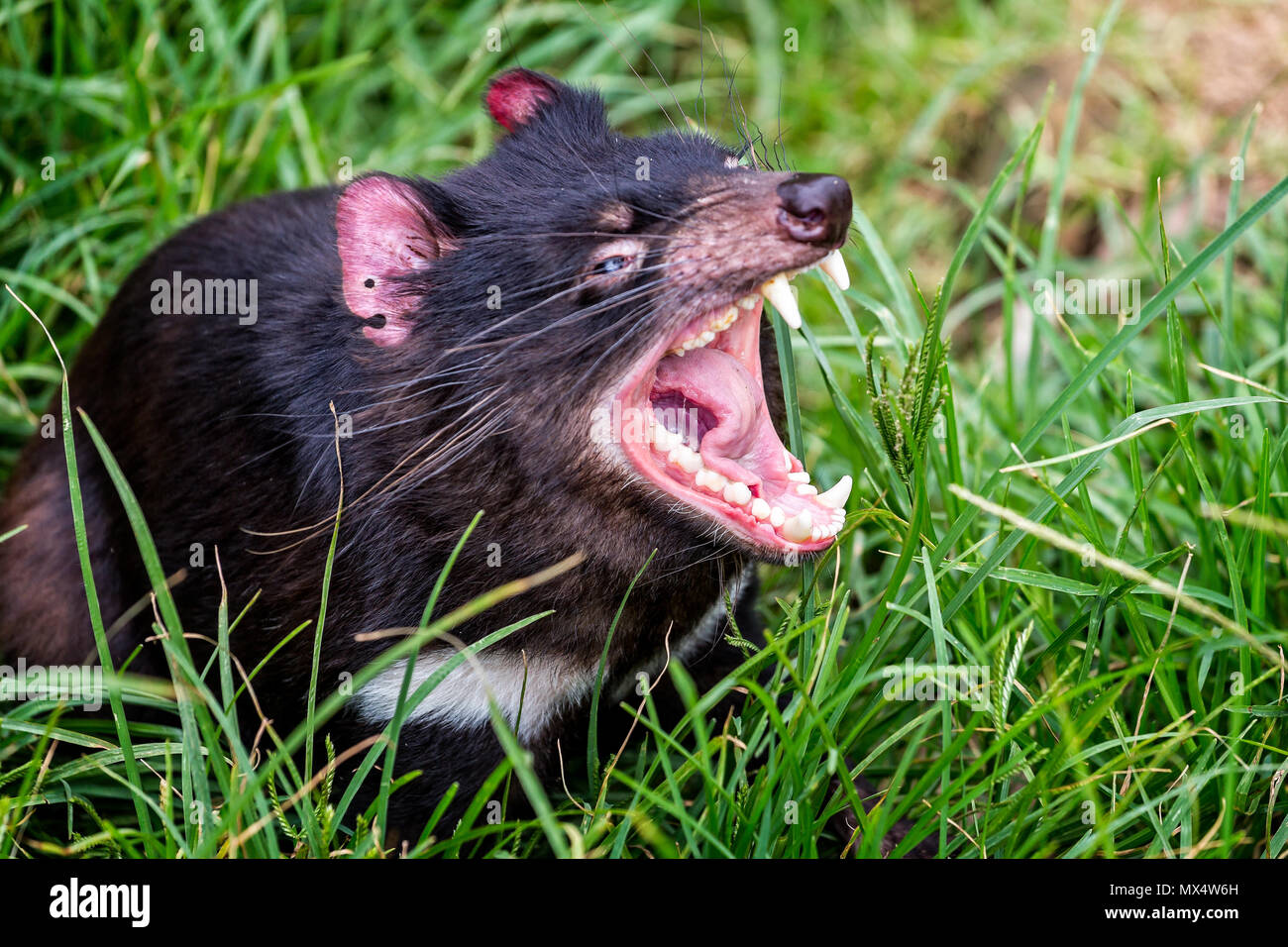 Jaws wide open hi-res stock photography and images - Alamy