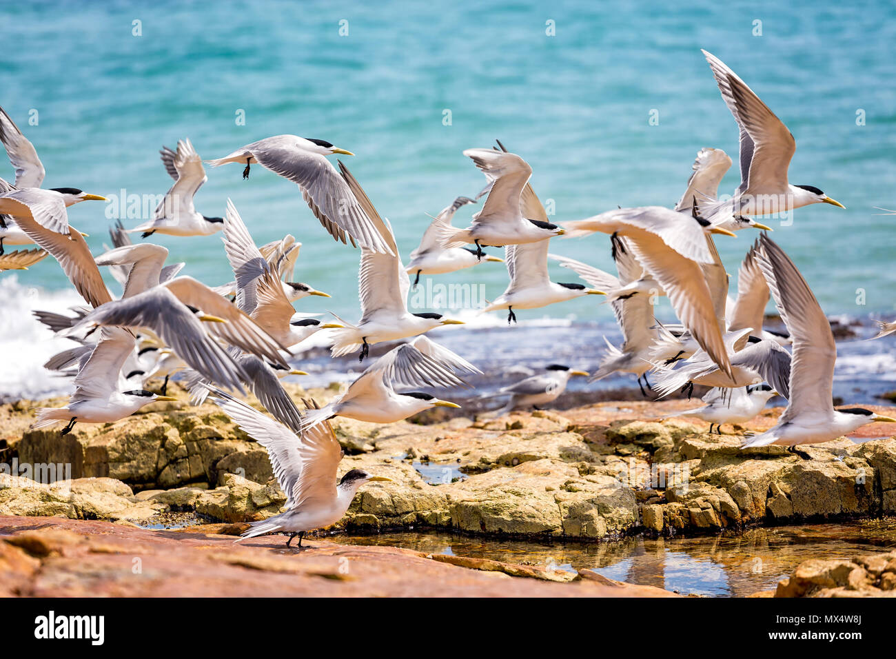 Flock of seagulls taking off from rocky shore Stock Photo - Alamy