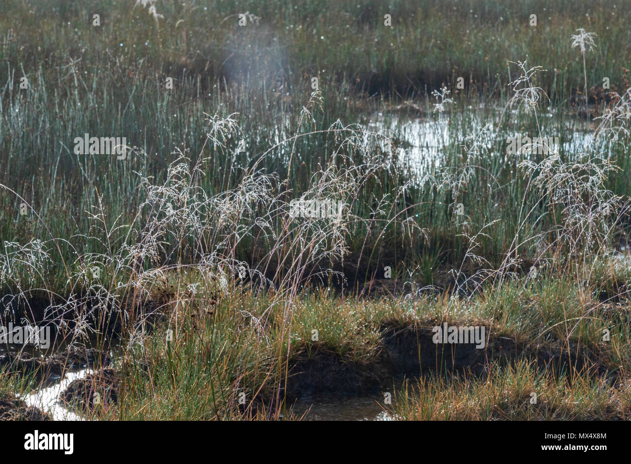 Hot spring with steam rising up off the water in a green grass field ...