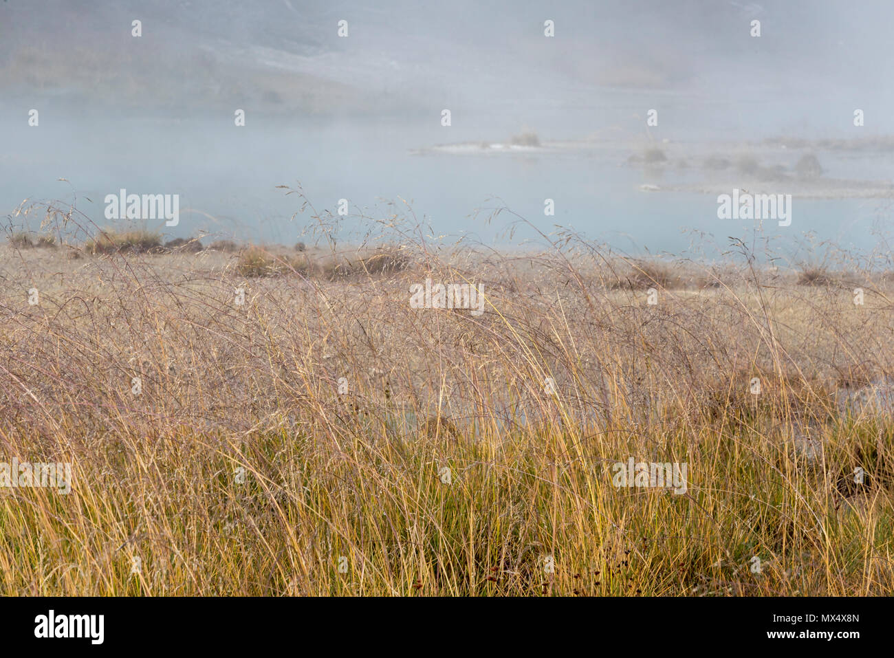 Golden grass field with dew near a geothermal hot spring with steam ...