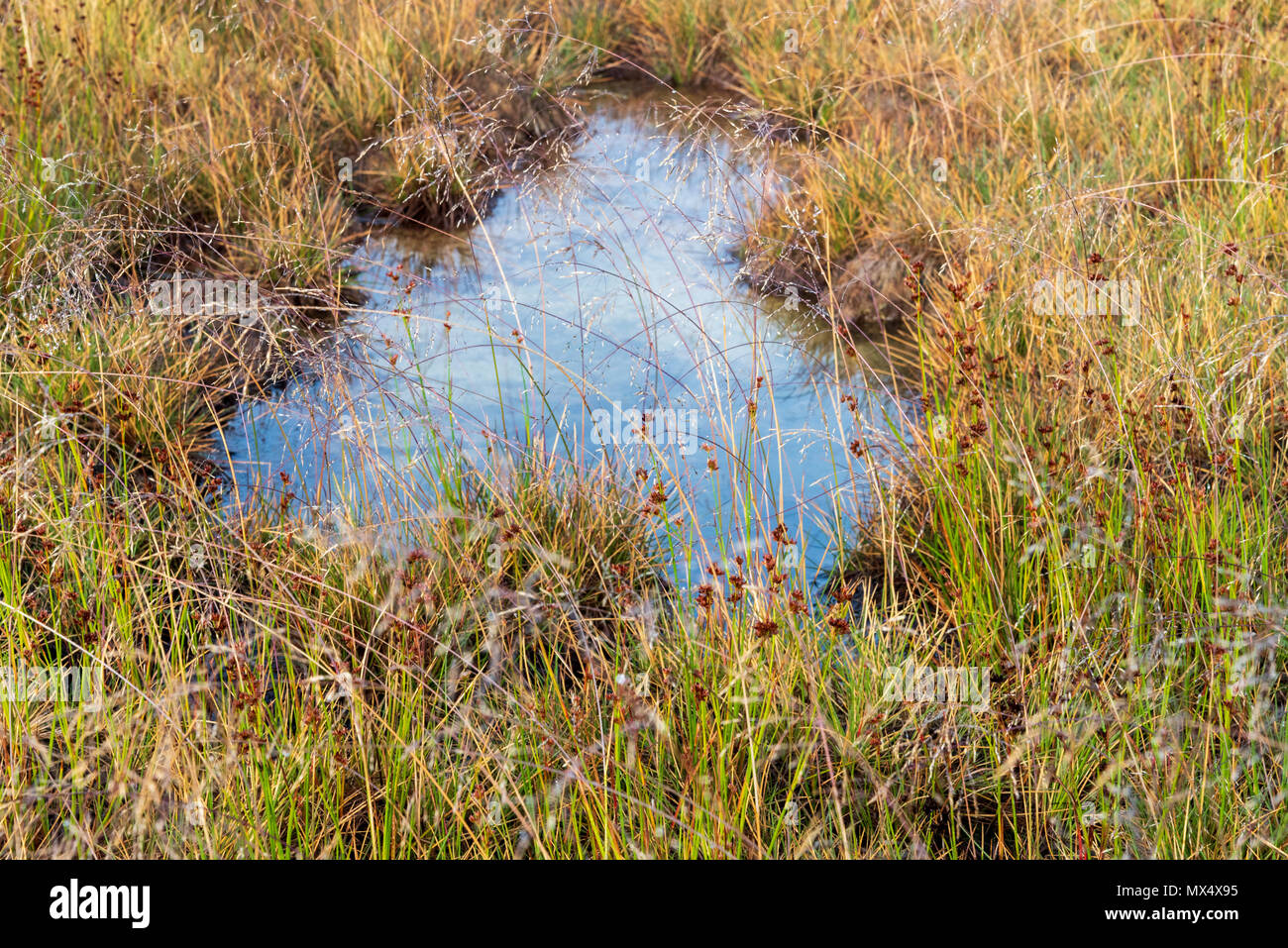 In field spring water hi-res stock photography and images - Alamy