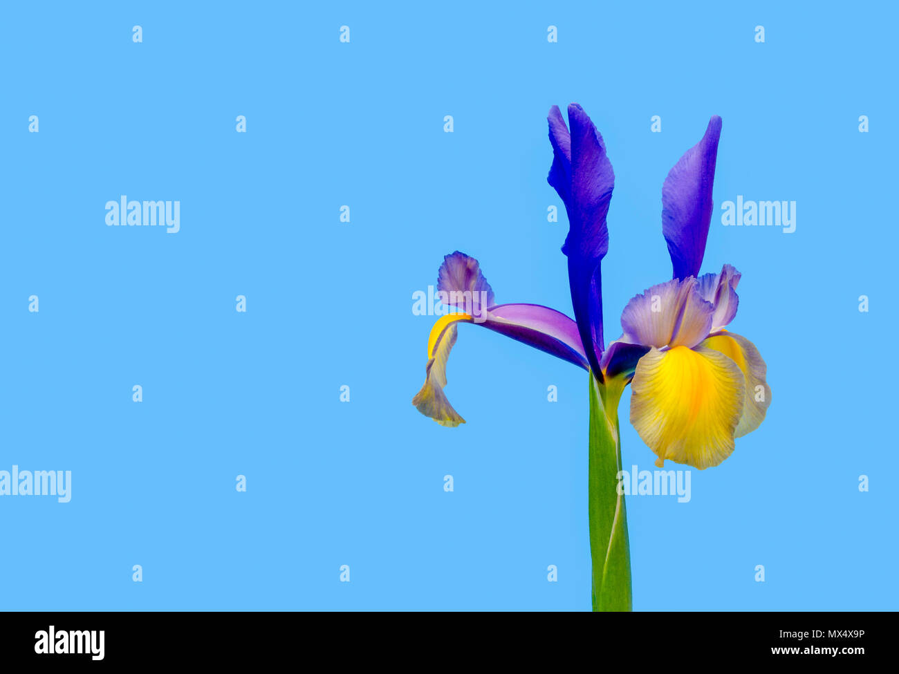 Blue yellow iris hi-res stock photography and images - Alamy