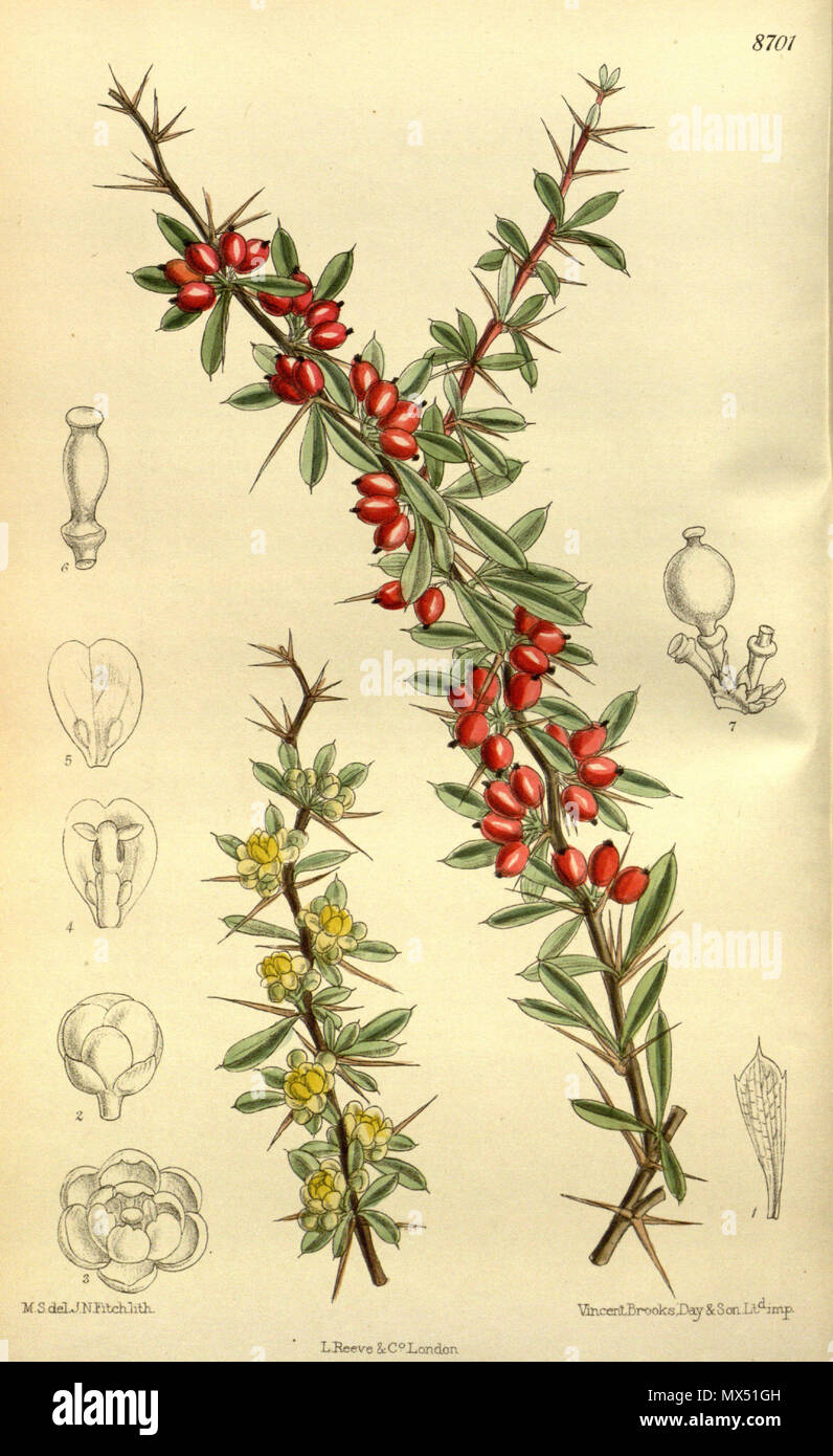 Berberidaceae family hi-res stock photography and images - Alamy