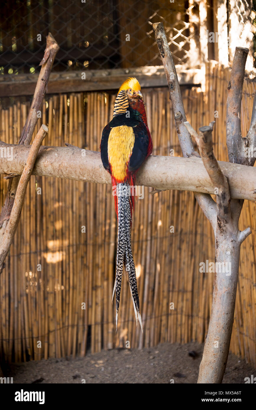 Audacious Gold bird known as Donald Trump Bird Stock Photo - Alamy