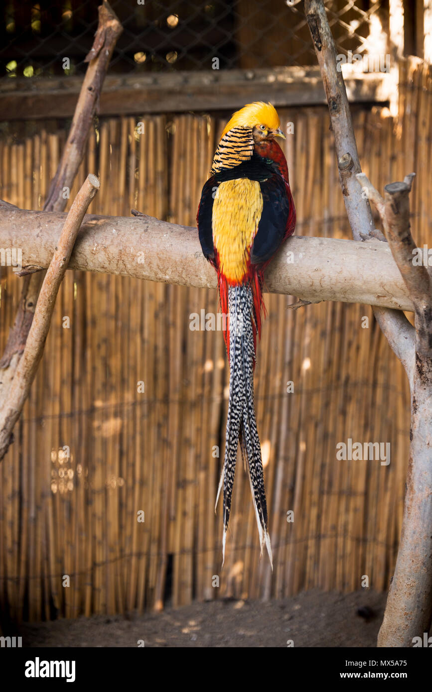 Audacious Gold bird known as Donald Trump Bird Stock Photo - Alamy