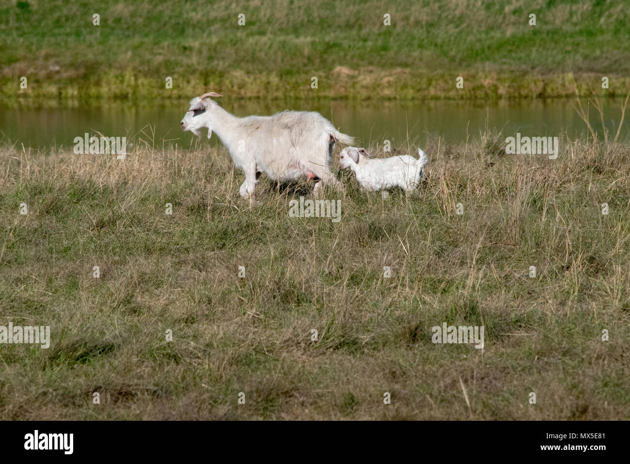Goat management hi-res stock photography and images - Alamy