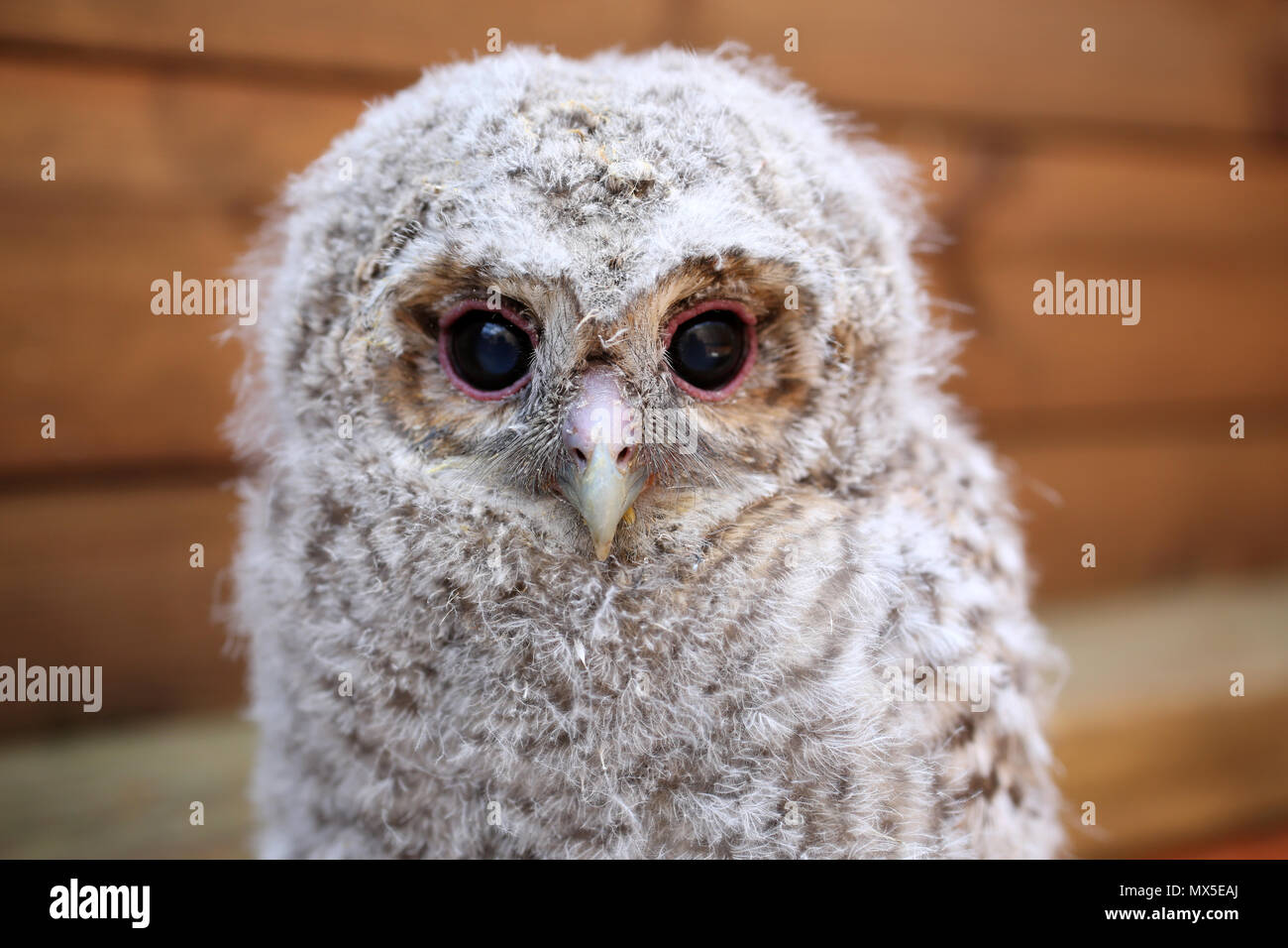 Baby animals pictured at the Brent Lodge Animal Centre near Chichester ...