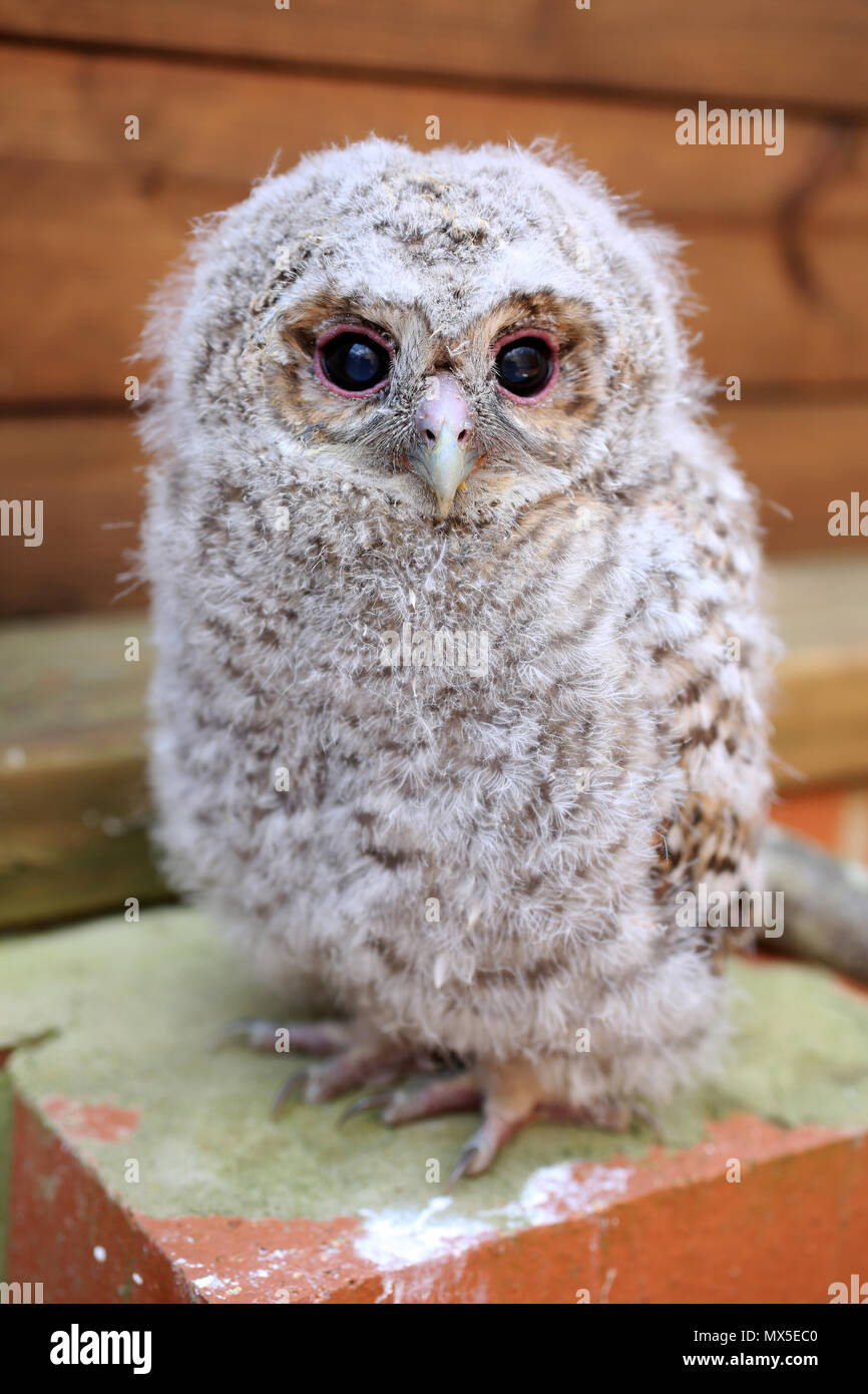 Baby animals pictured at the Brent Lodge Animal Centre near Chichester ...