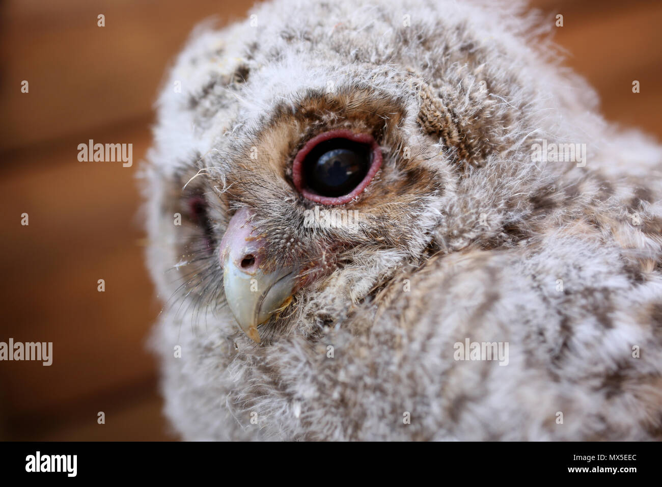 Baby animals pictured at the Brent Lodge Animal Centre near Chichester ...