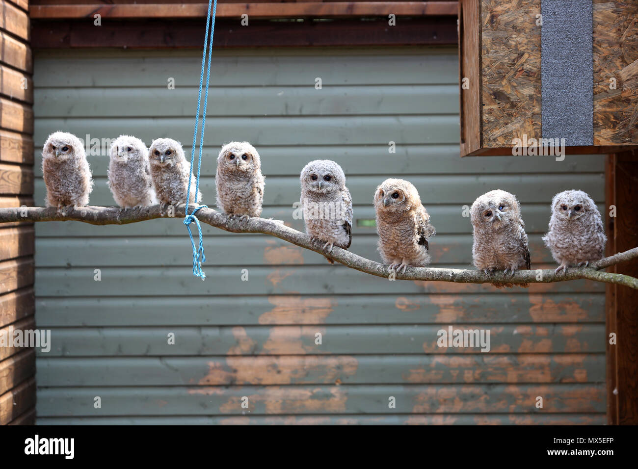 Baby animals pictured at the Brent Lodge Animal Centre near Chichester ...