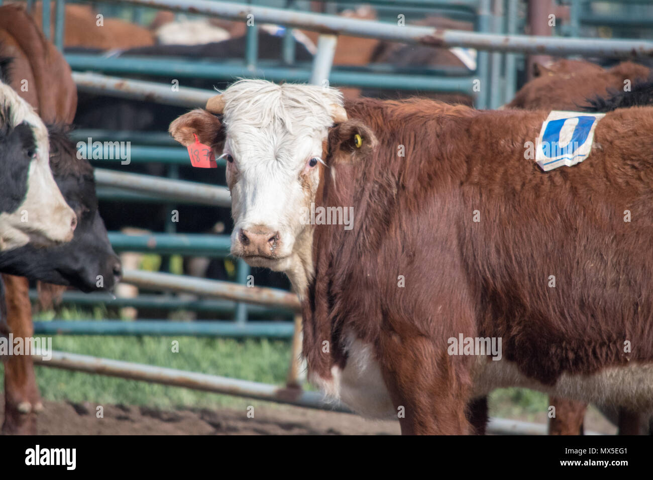 Cows used in the Team Penning competition at the Central Alberta Team ...