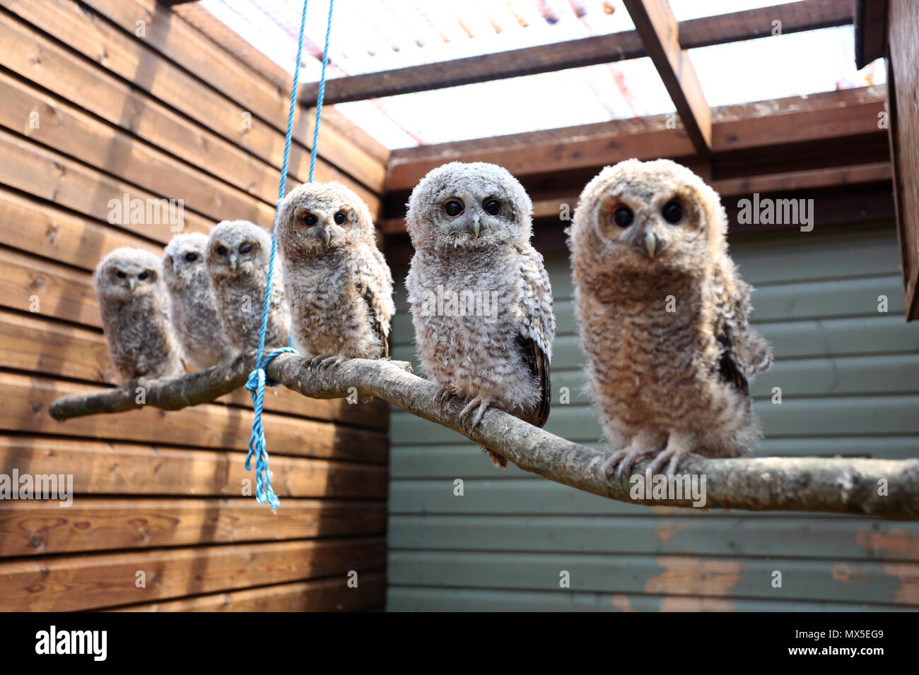 Baby animals pictured at the Brent Lodge Animal Centre near Chichester ...