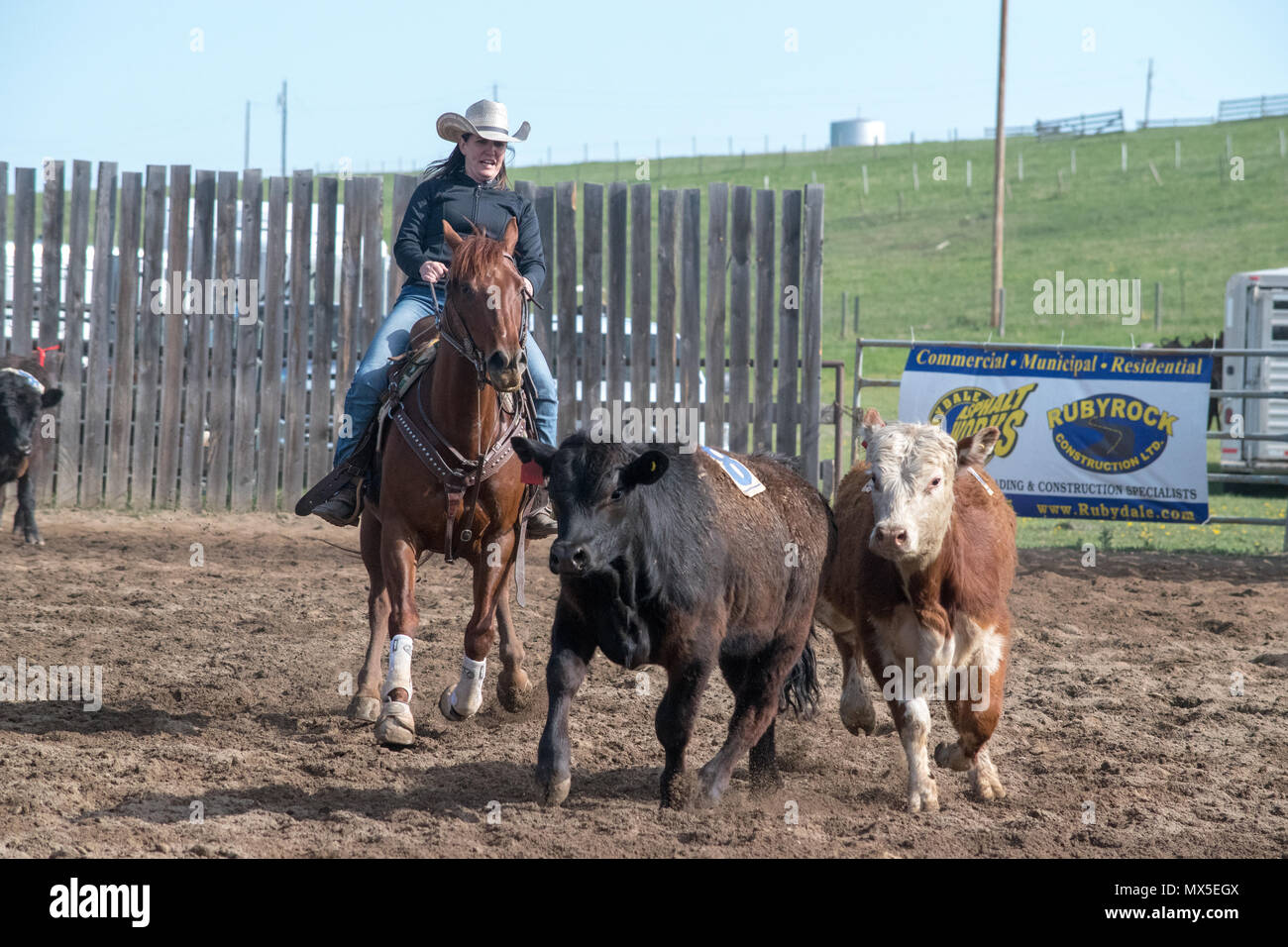 Cowgirl steering cattle. Central Alberta Team Penning Association ...